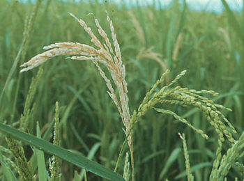 Rice insect pest in Bangladesh: Rice insect pest