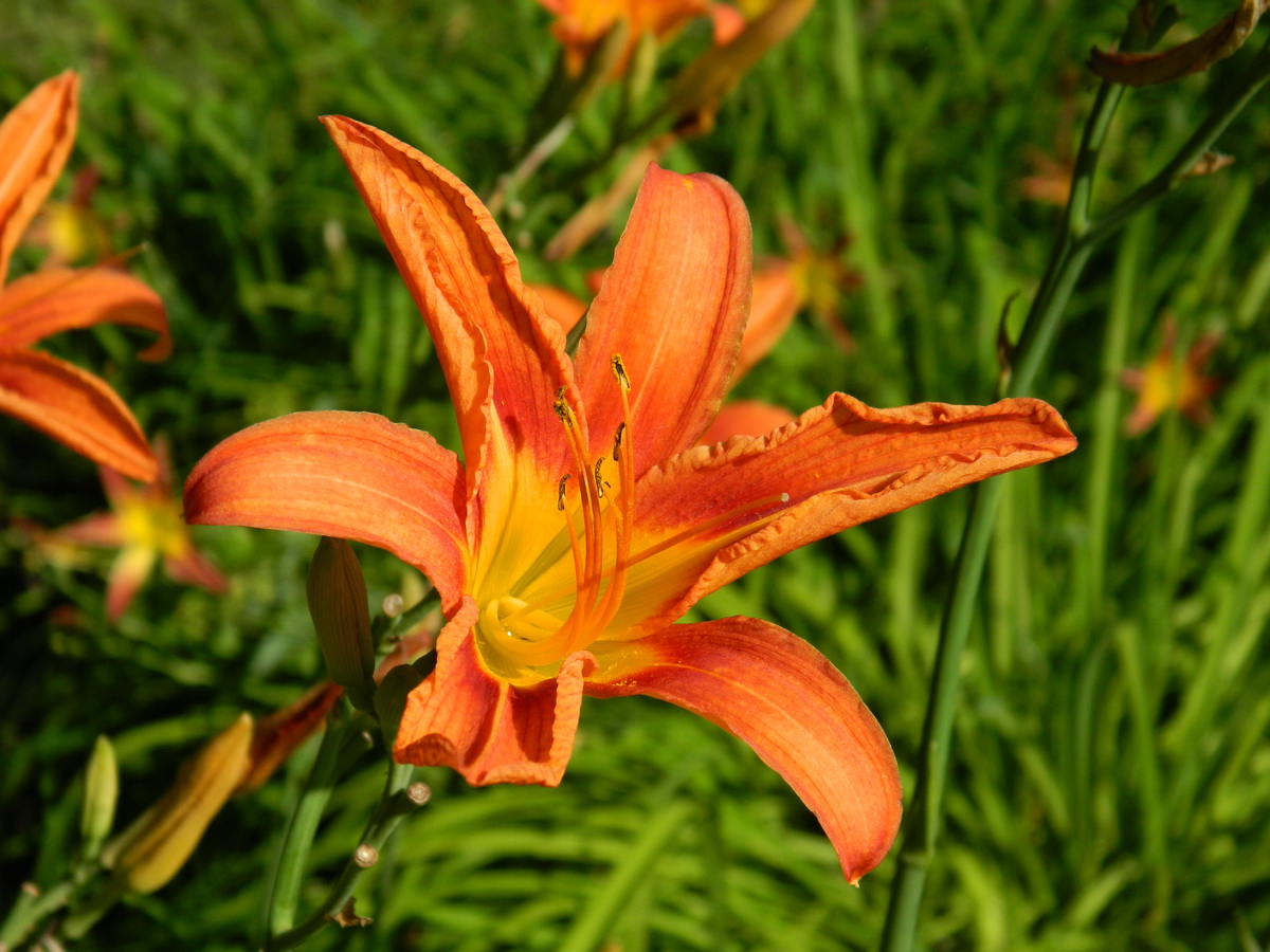 LA MULTI ANI, ROMANIA!: Crini portocalii