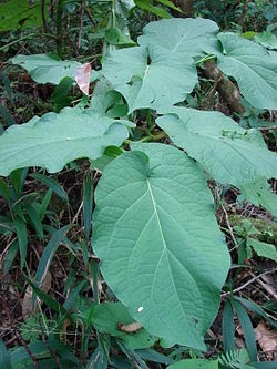 Plantas medicinales: Hoja santa o acuyo o tlanepa o hierba santa o ...