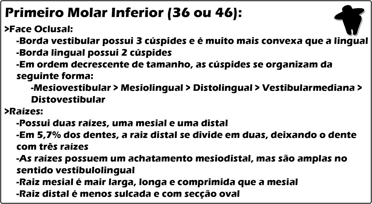 Anatomia do Primeiro Molar Inferior - Tabelas Resumidas