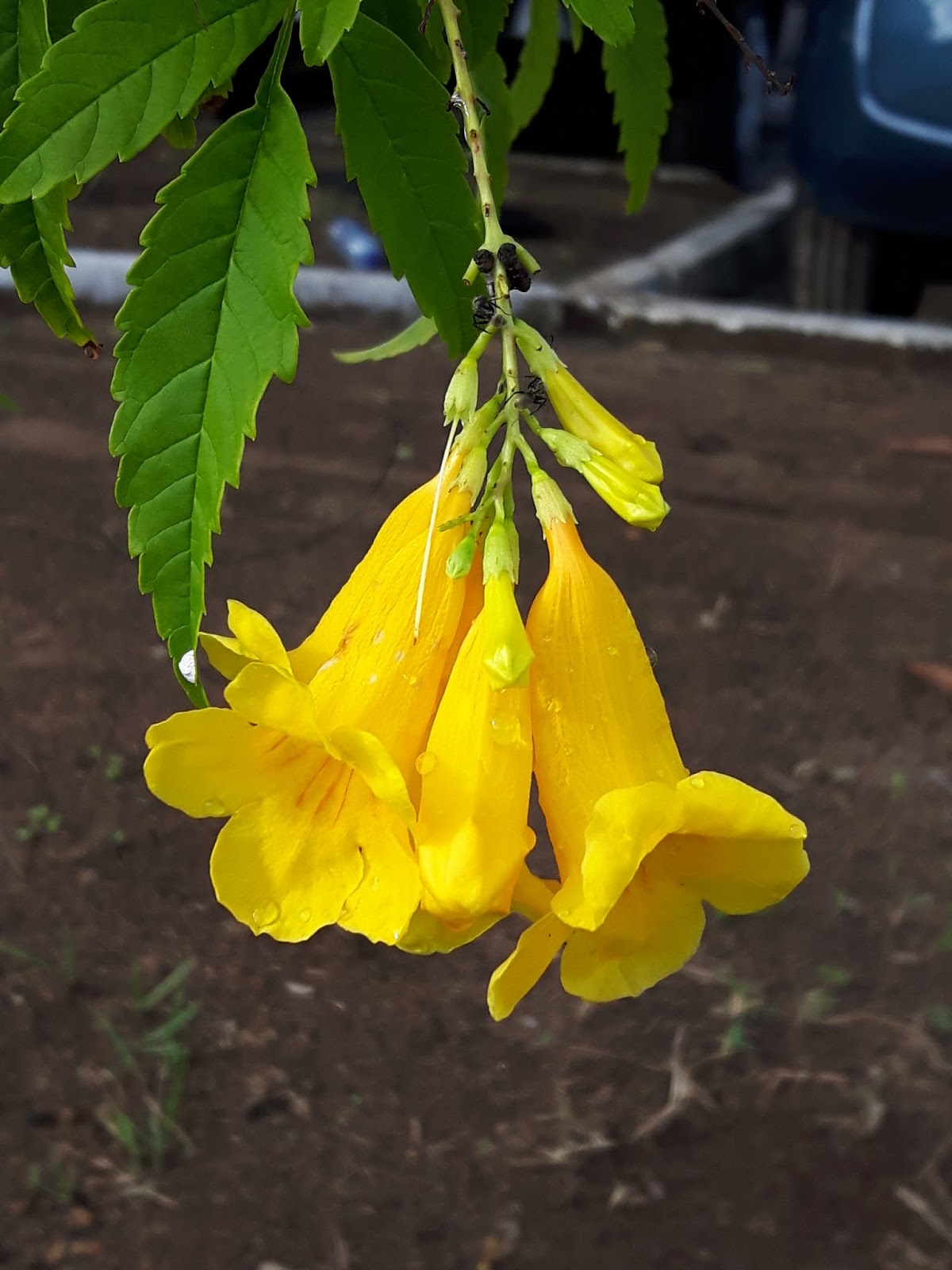 Flora campus I: Bignoniaceae – Tecoma stans L.