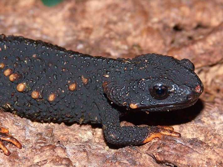 Anderson's crocodile newt - Alchetron, the free social encyclopedia