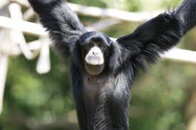 Siamang