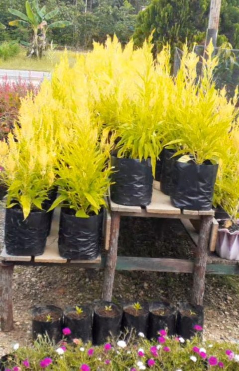 20 + BUNGA YANG LAGI VIRAL 2020 - theFikkar