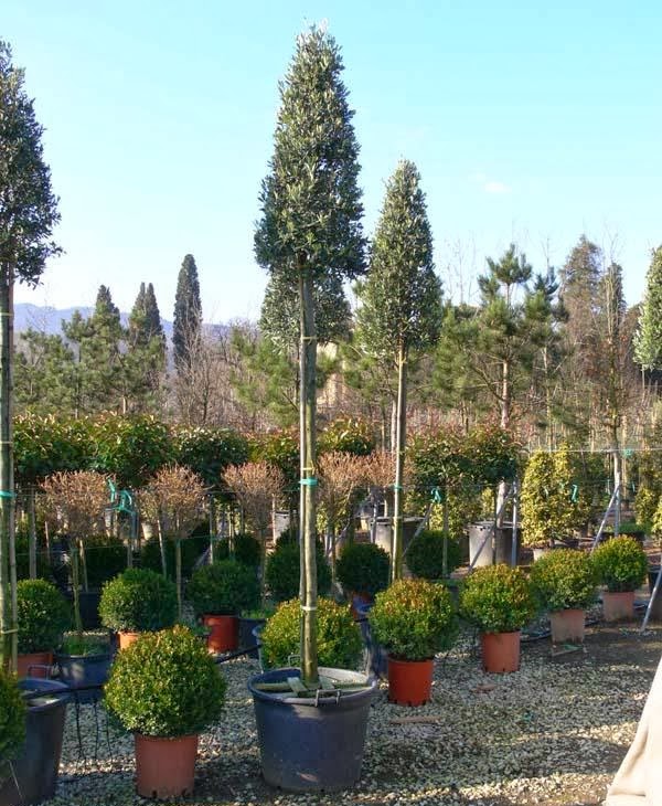 Trees Planet: Quercus ilex - Holm - Evergreen Oak