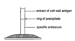 Infeksi Streptococcus sp. pada Hewan - Mydokterhewan