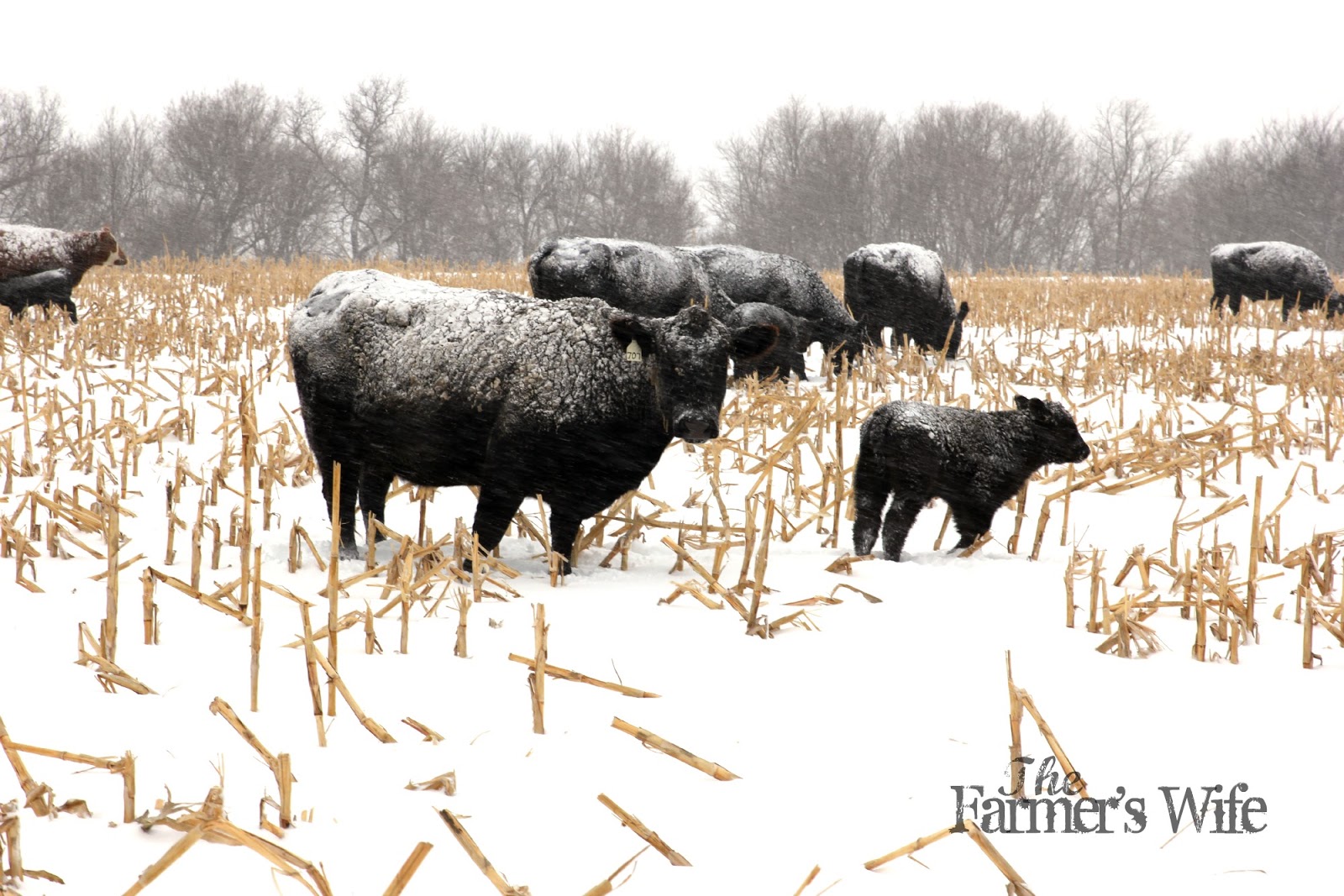 The Farmer's Wife: The Herd....well a few of them!
