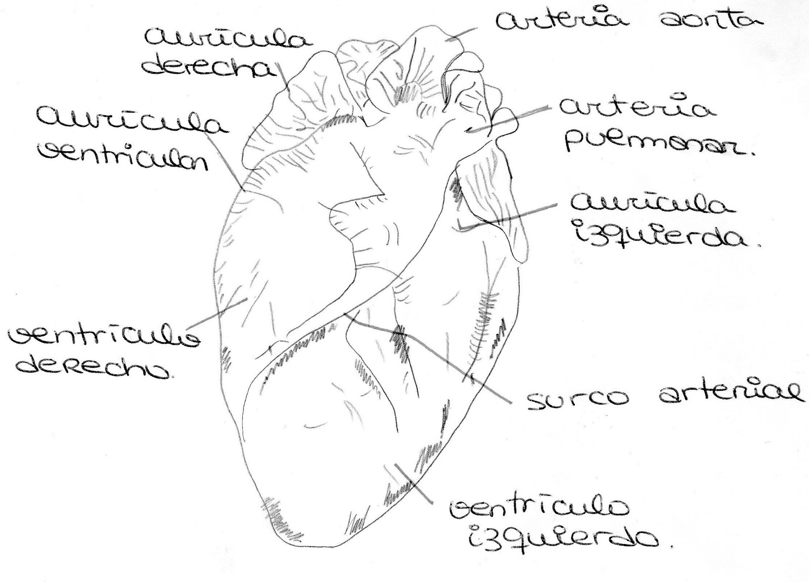 Biología humana, Sheila y Camila: Observación y disección del corazón ...