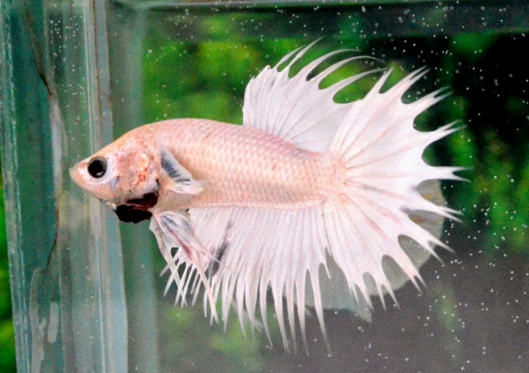 CT97 - White Opaque Crowntail ! ~ Betta 138
