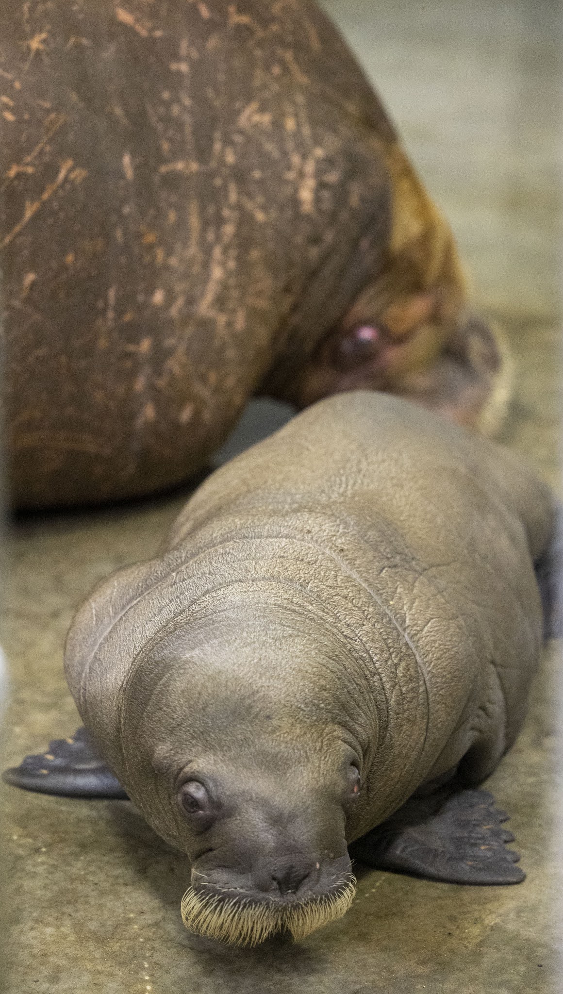Nace en Pairi Daiza la primera cría de una de las tres morsas del ...