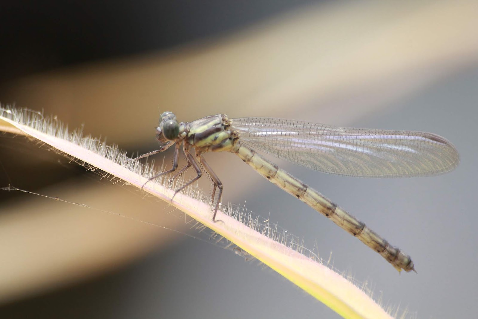 Dragonflies and Darmselfies of Sumbawa: Euphaea lara (Kruger, 1898)