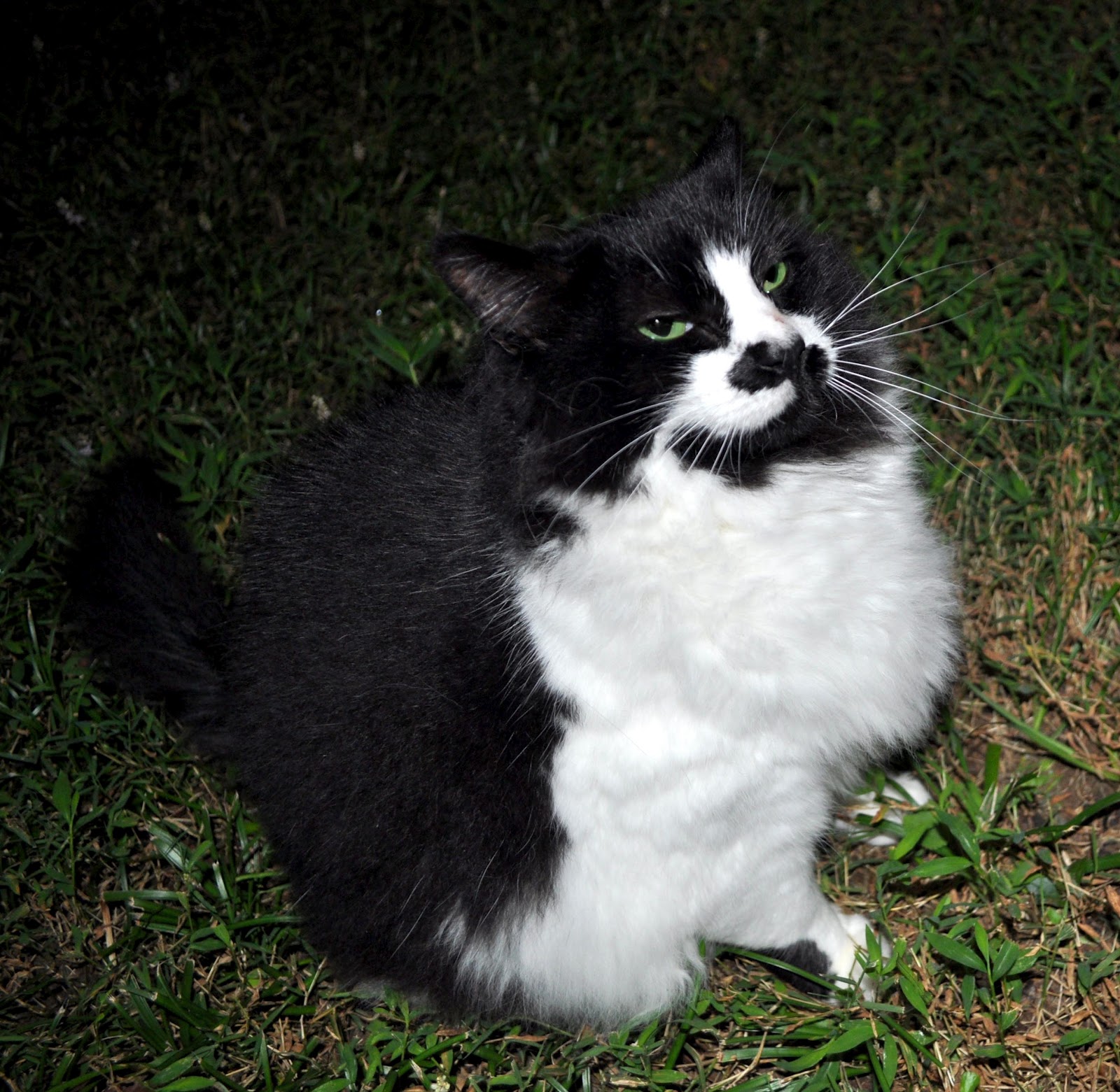 The Beauty You Love: Wisdom of my cat