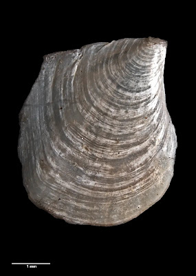 Variety of Life: Hochstetteria