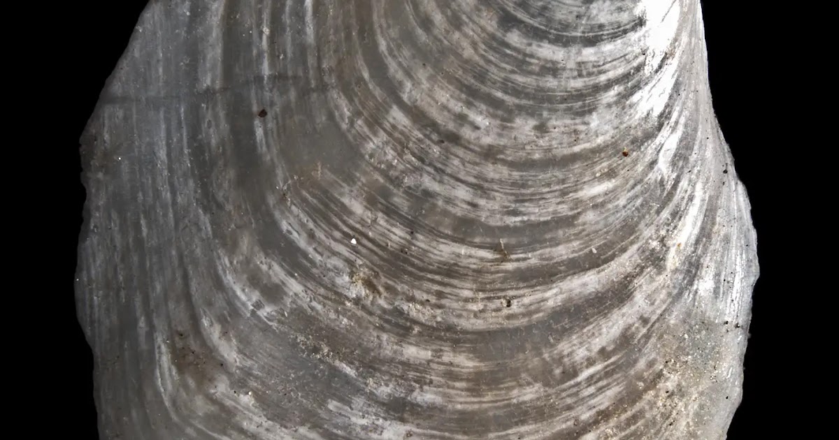 Variety of Life: Hochstetteria