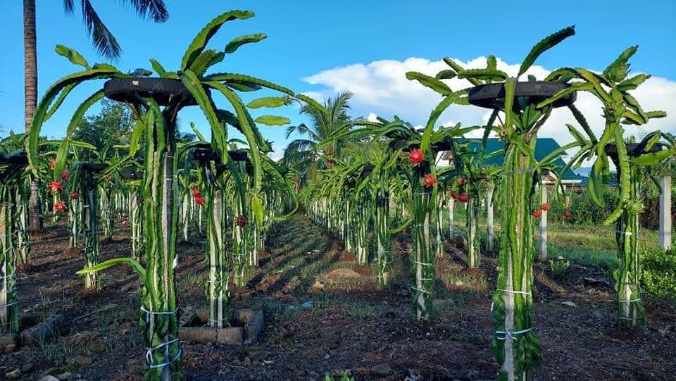 Rich Farm Kenya: Profitable Agribusiness Ideas in Fruit Farming: 3 ...