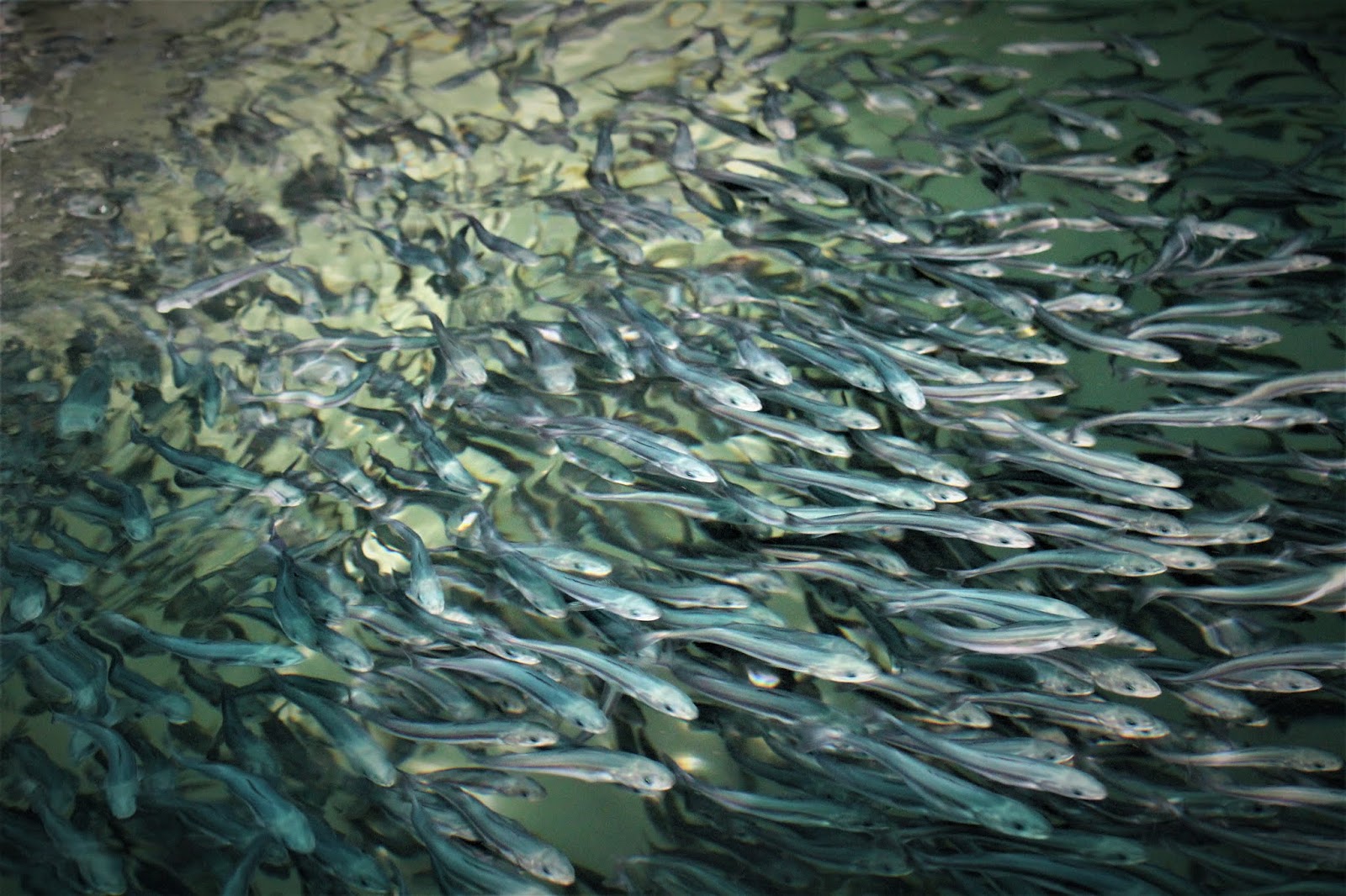 WSDA AgBriefs: An ancient fish for a revolutionary new fish farm