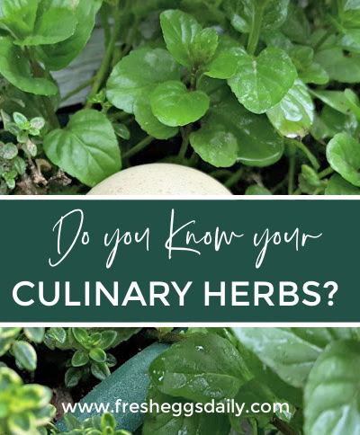 Identify Herbs By Leaves