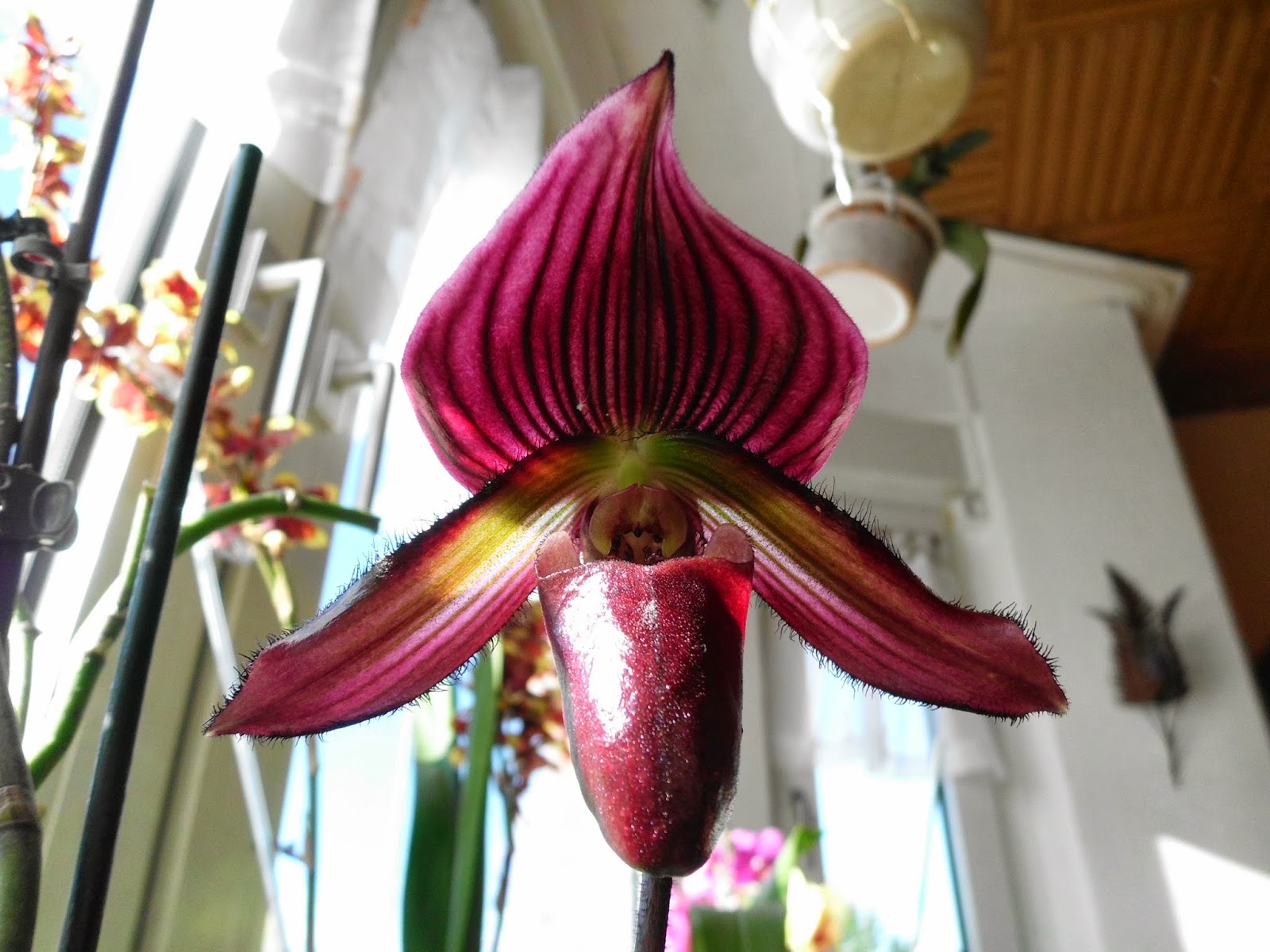 Connys eigene Welt: meine Orchideen