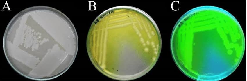 FOOD MICROBIOLOGY, A MICROBE JOURNAL.