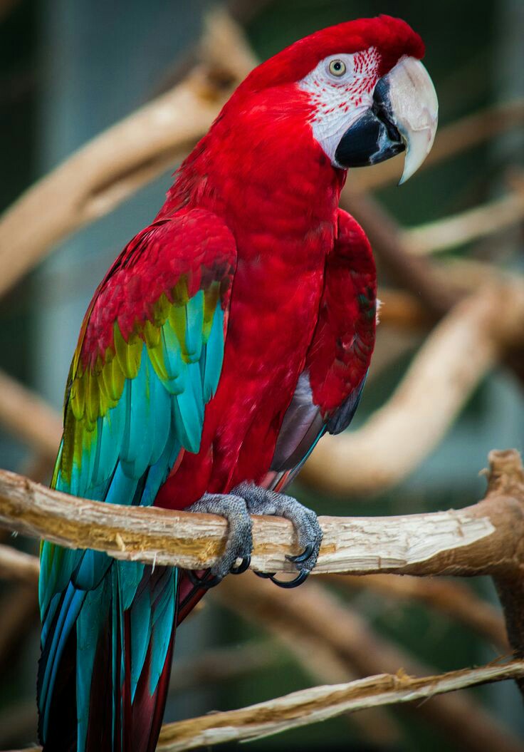 Beautiful Parrots