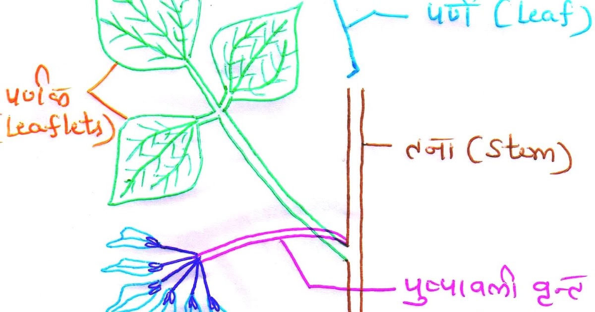 Urd Crop Improvement