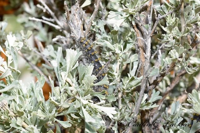 Northwest Butterflies: Species Profile: Hera Buckmoth - Hemileuca hera