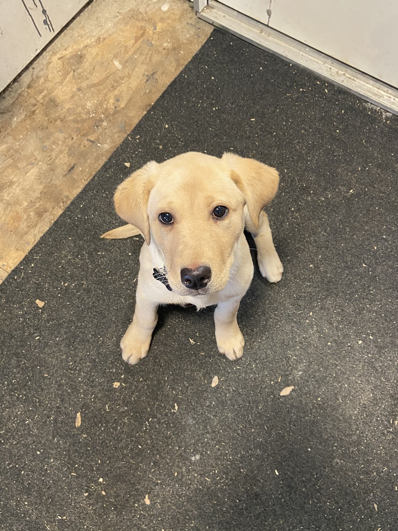 Everything You Need To Know About Labrador Retrievers