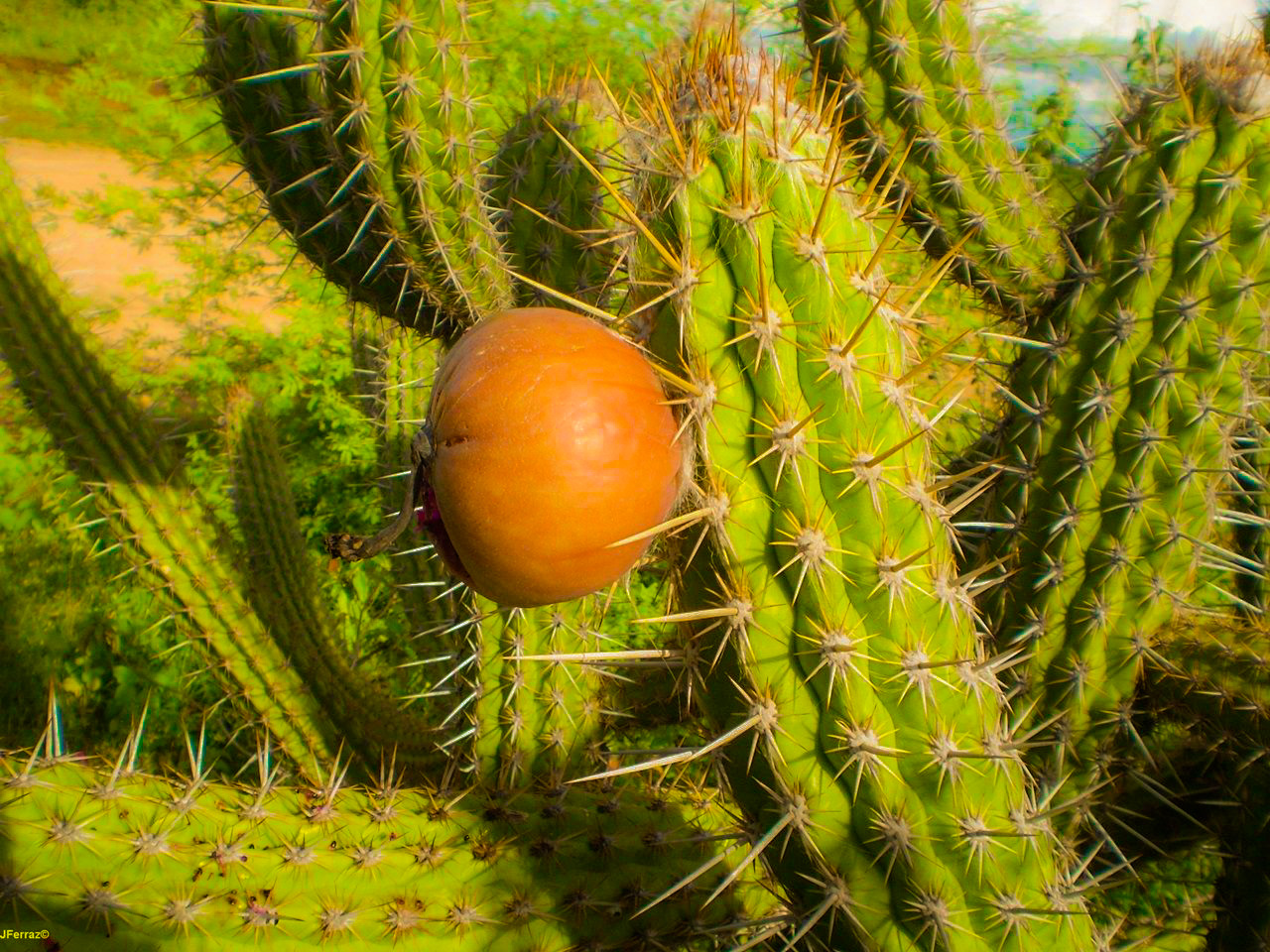 Xique-Xique: O Tesouro Espinhoso do Nordeste Brasileiro