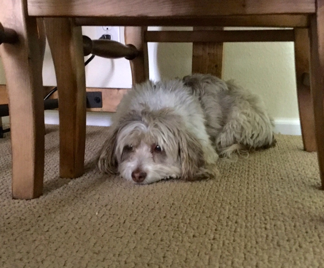 Random Musings of a Denver Dog