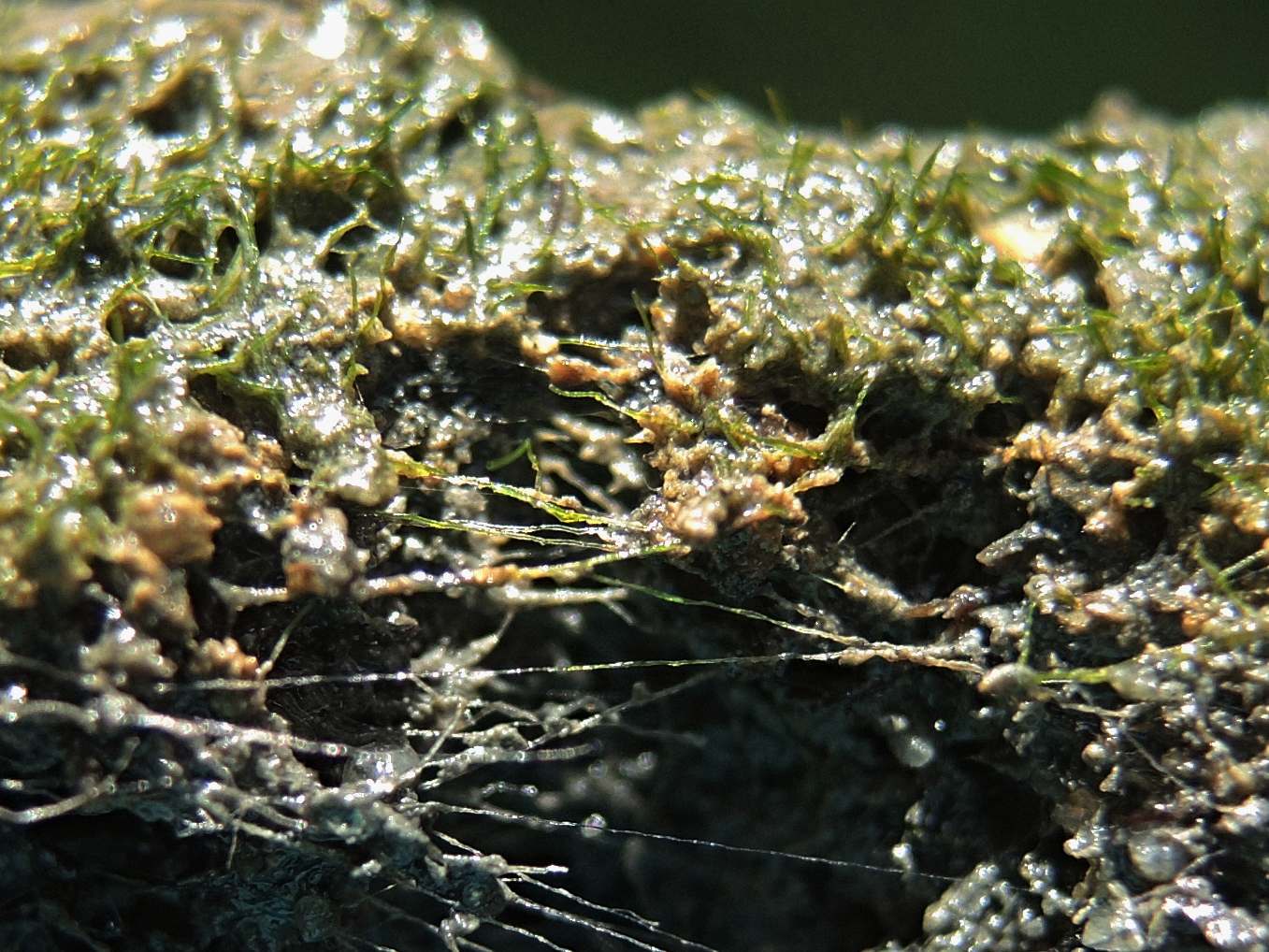 Queensland Coast: The Life of Biting Sandflies