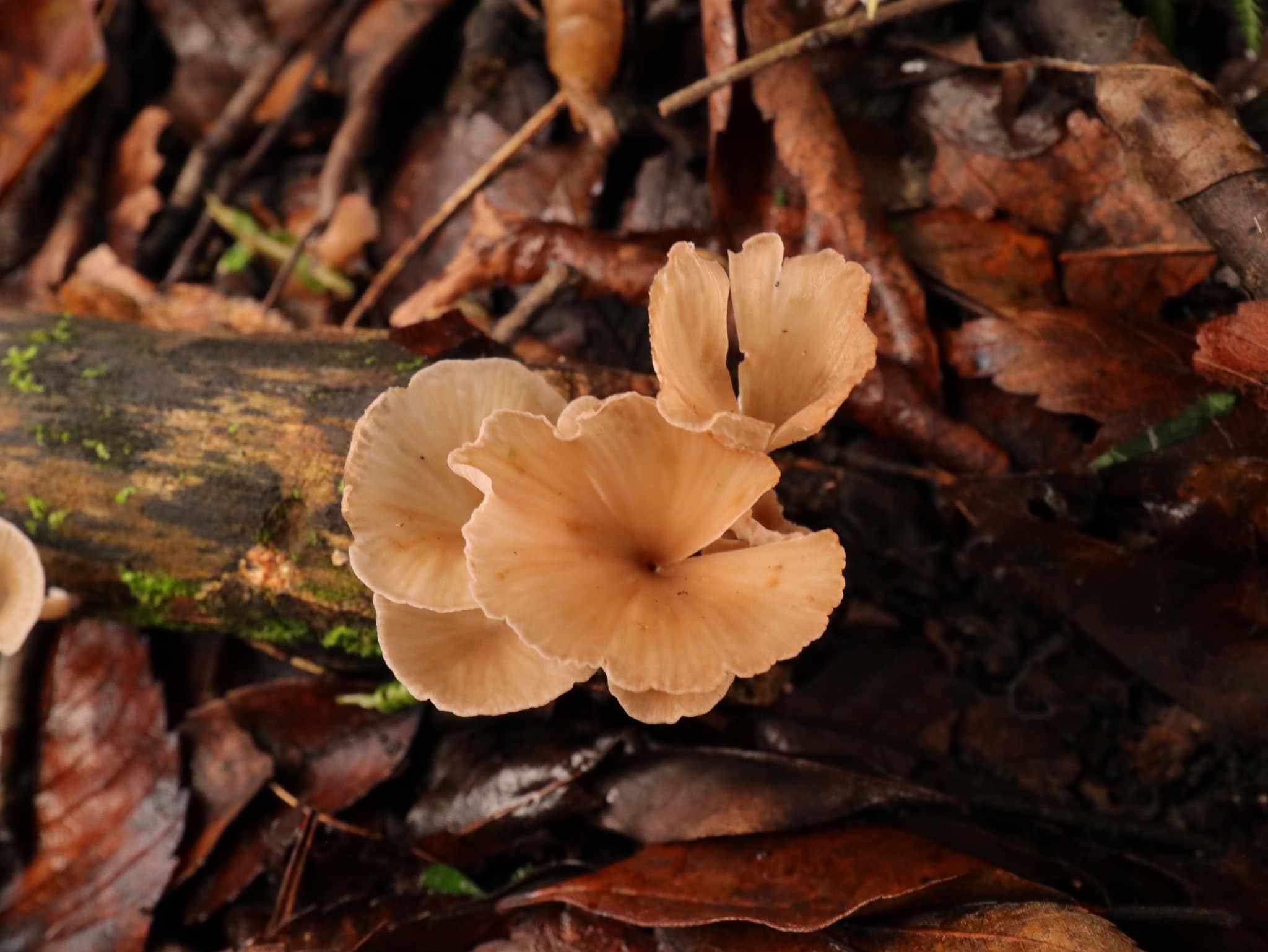 艾~台灣的真菌手札 (Emily, Amy & Allan's Taiwan fungi journal): 【No.1169】 Trogia ...