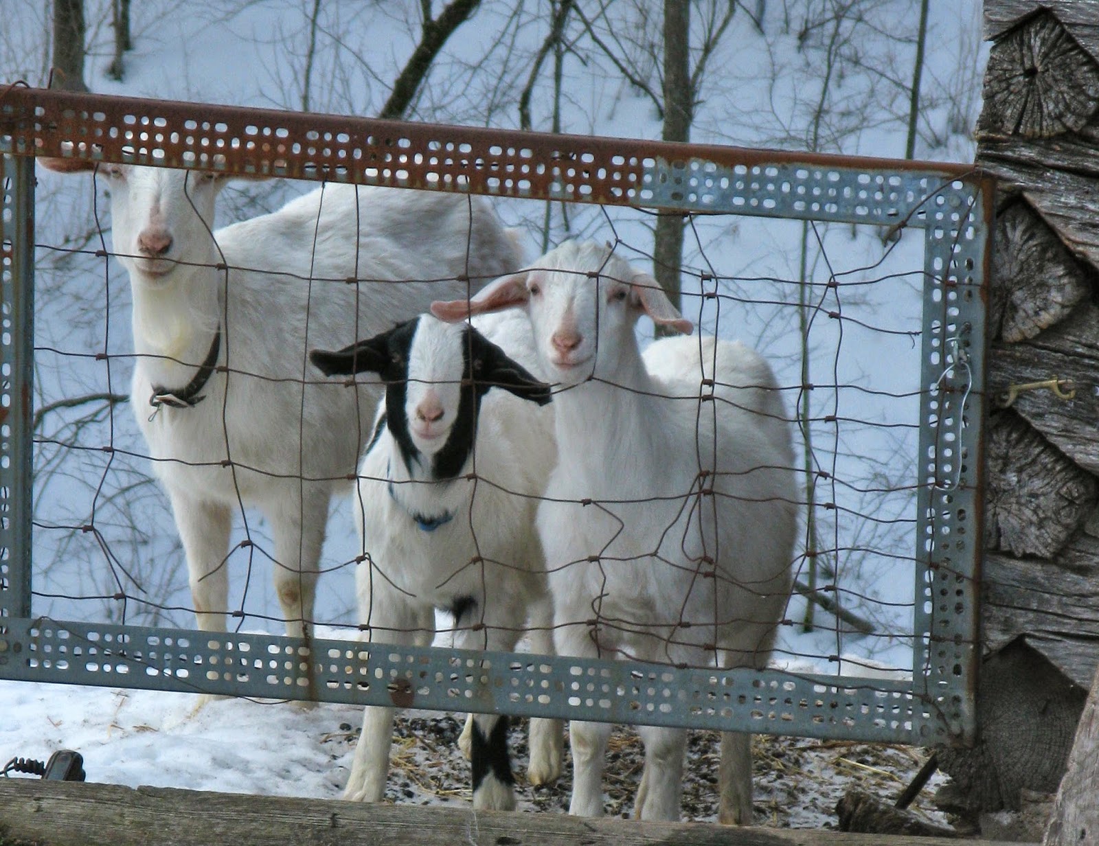 Life in the End of the Rainbow Valley: Chad Gadya... An Only Kid Goat