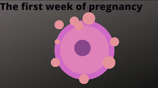 Pregnancy Weekly Progress | Fetal development stages early 3 weeks
