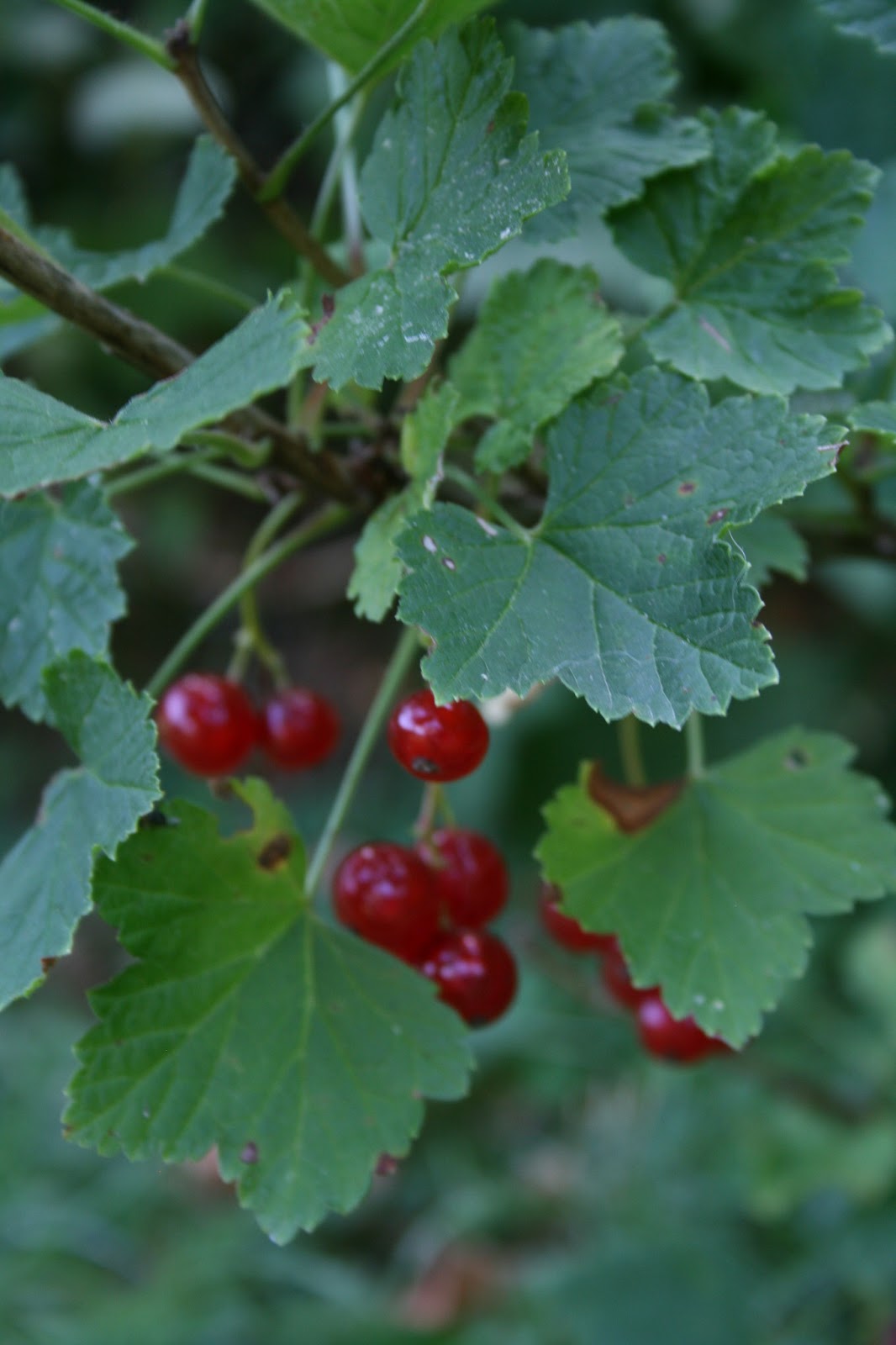 Marja Bloem - Bloemen