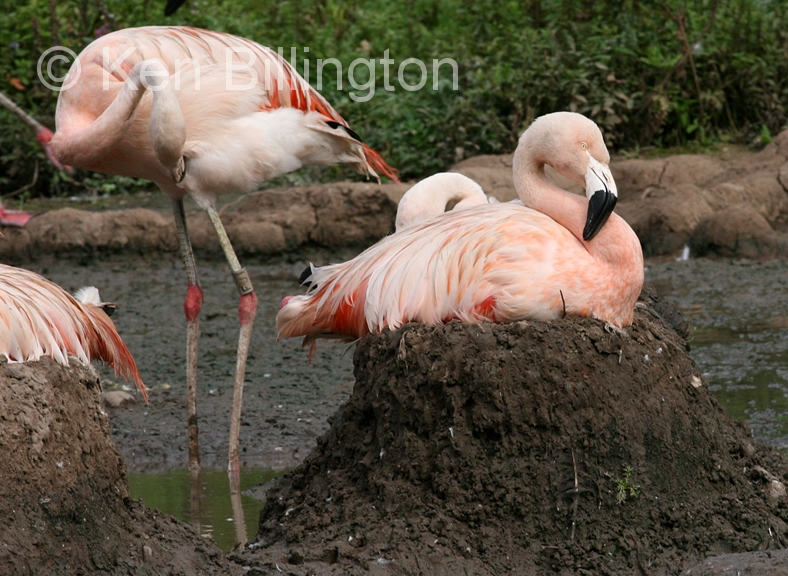 A Study in Pink: Flamingo’s Fascinating Facts - A Blog by Zhafira