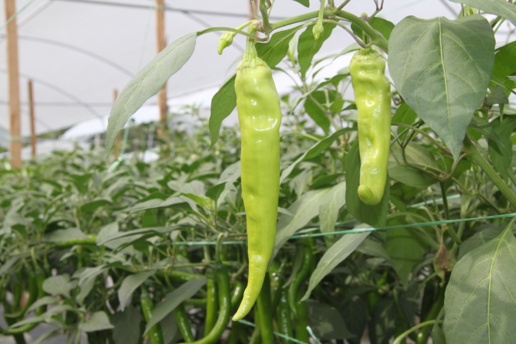 My little vegetable garden: GROWING CHILI on a large scale.