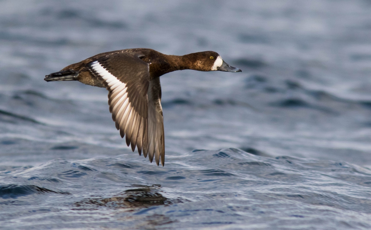 Fugler i Sola: 06. mars - Hafrsfjord bru