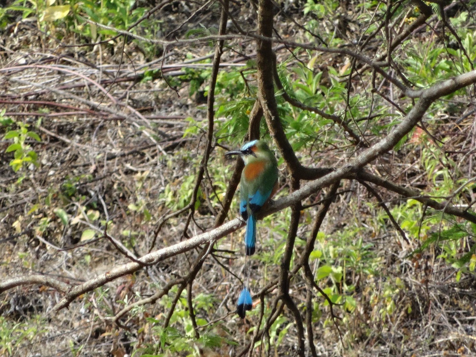 Footnotes: The Guardabarranco