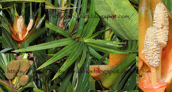 Biodiversity of Sri Lanka: වියකෙයියා[Viyakeyya] (Freycinetia pycnophylla)