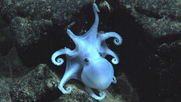 Raising Islands--Hawai'i science and environment: Think kittens are ...