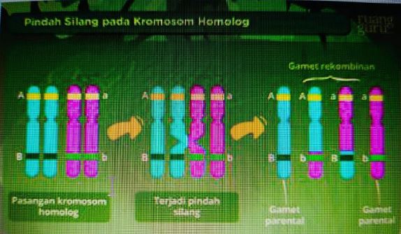 Materi Pola-Pola Hereditas Pada Makhluk Hidup Mapel Biologi kelas 12 ...