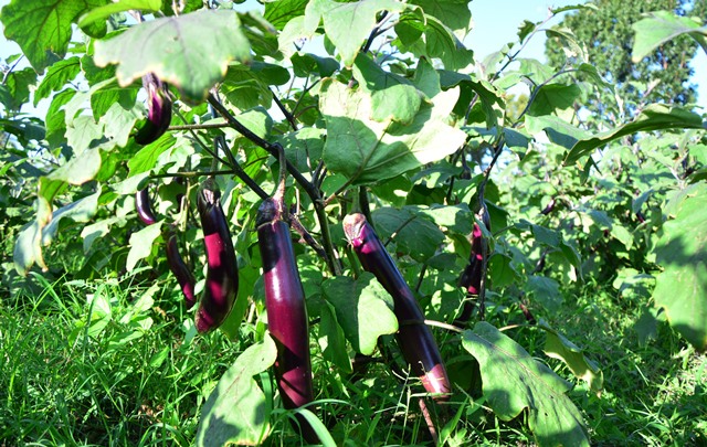 mybeautifulILOILO: Miagao: Eggplant Capital celebrates 1st Talong Festival