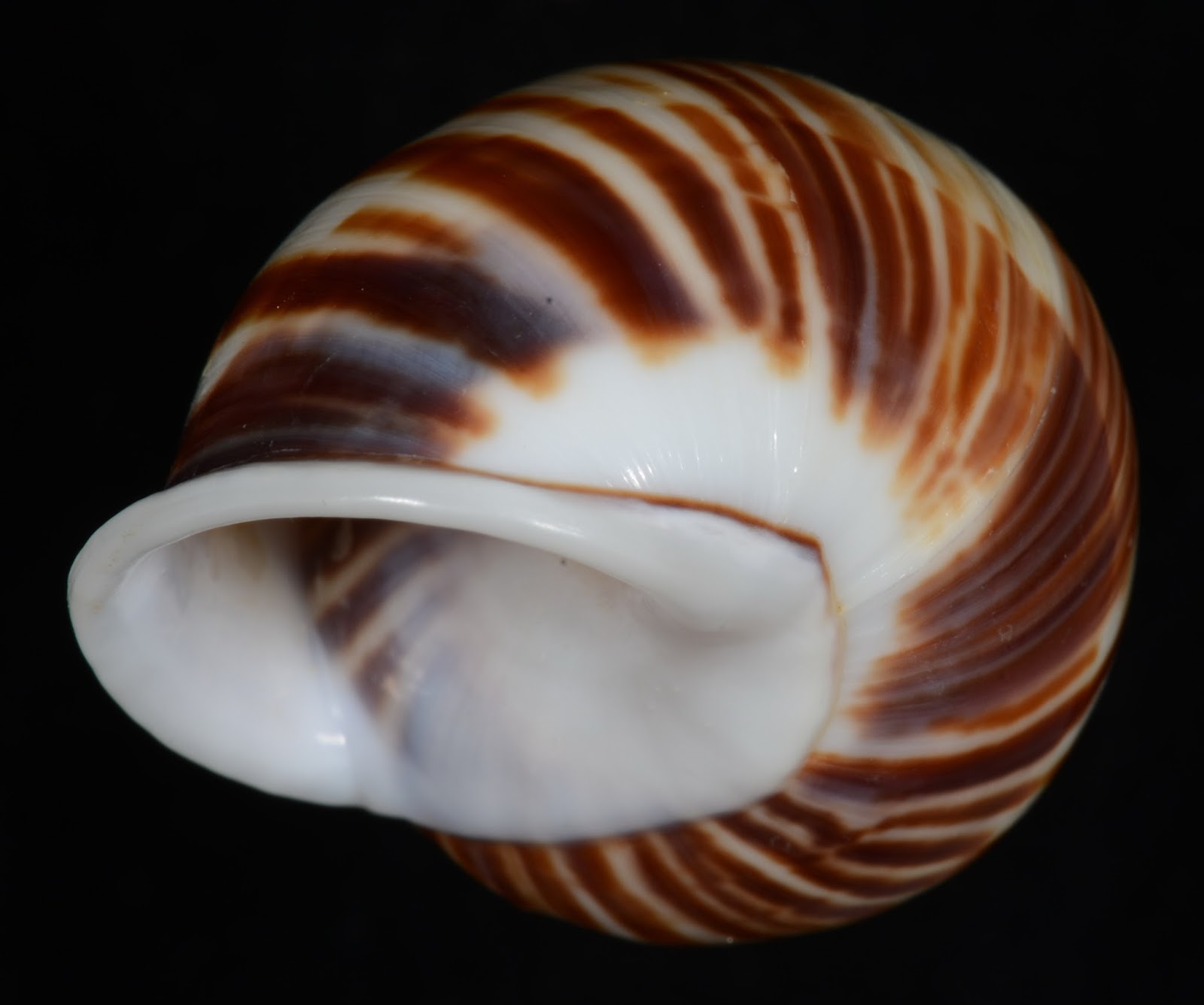 Dr. Lee's Gallery Museum: Amphidromus perversus borneensis 47.25mm