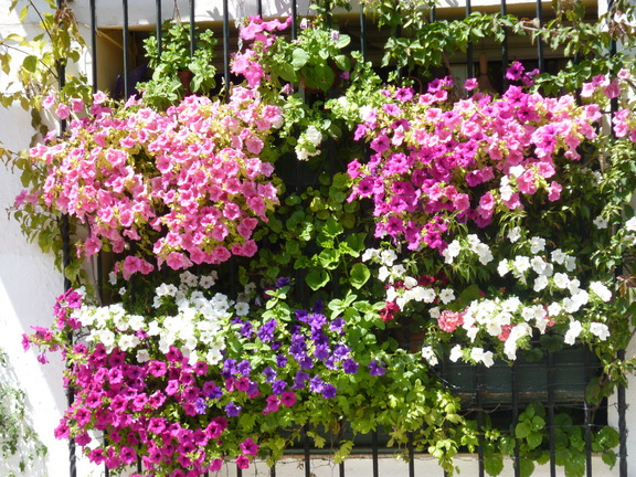 depoetasylocos: FLORES EN LAS REJAS