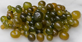 El Cerebro de Niños y Adolescentes: Nostoc o "Cushuro" – Propiedades y ...