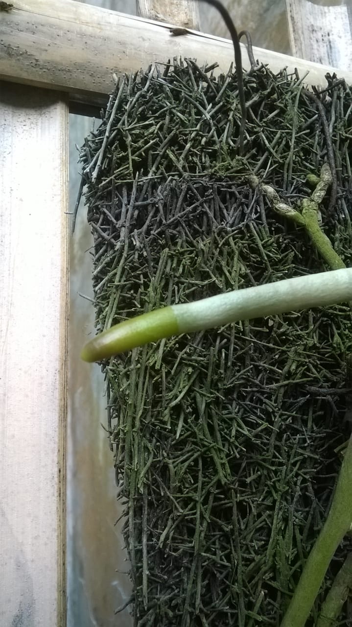 TISSUE CULTURE AND ORCHIDOLOGI: Mengenal Akar Anggrek