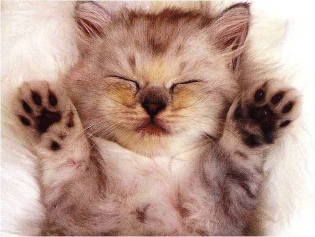 Imagenes super tiernas de perros y gatos | IMAGENES, FRASES, POEMAS, PARA FACEBOOK, DE AMOR