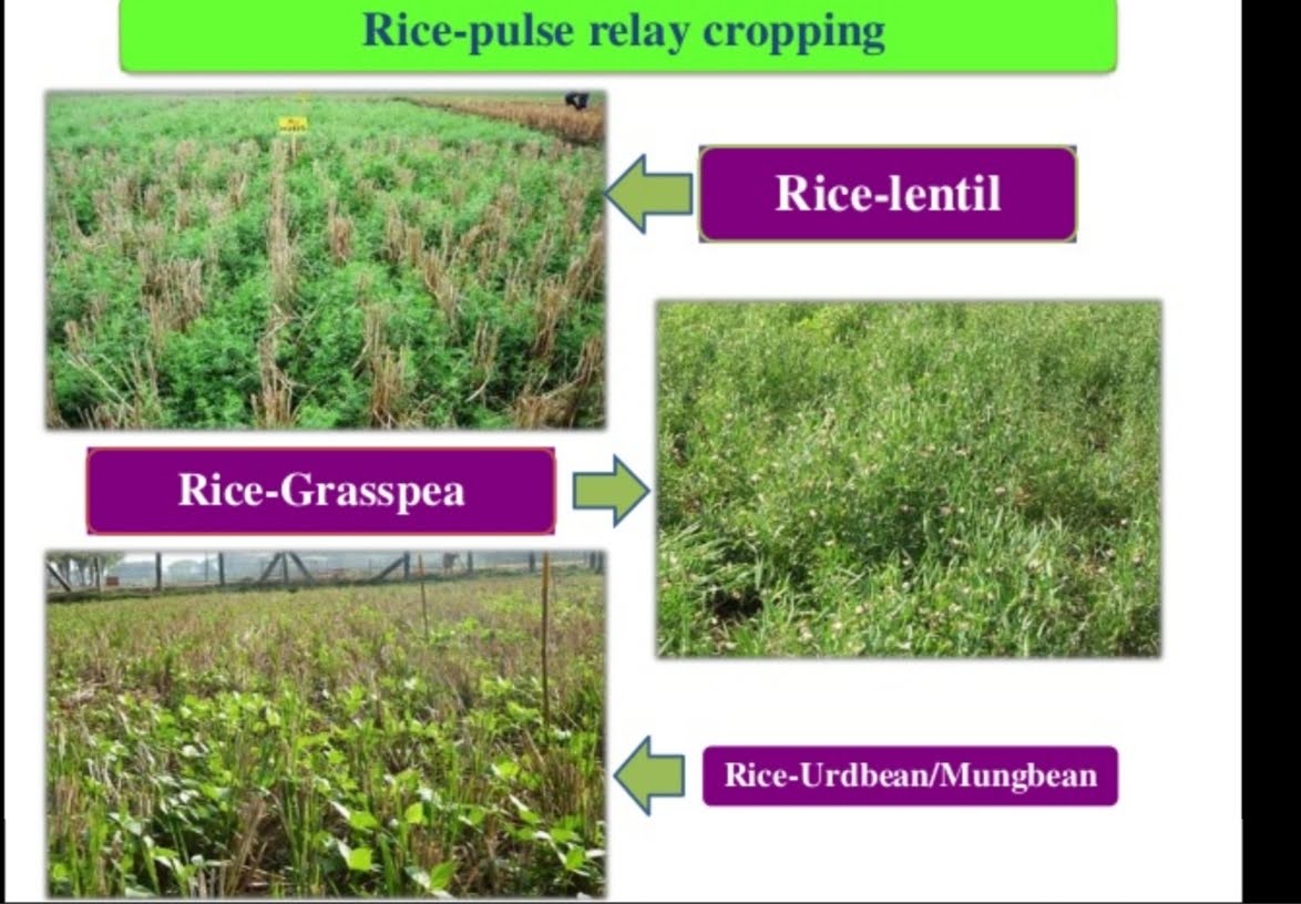 Agropedia: Beneficial insects in paddy