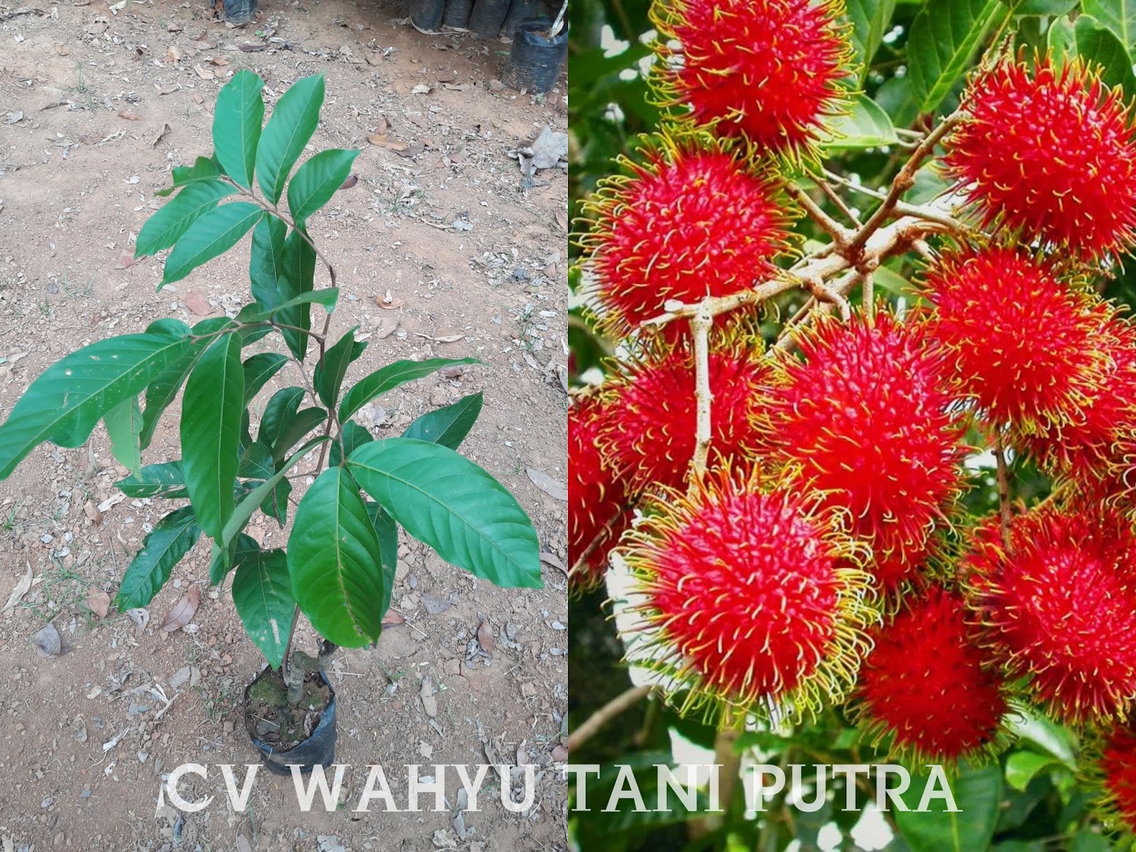 Bibit Rambutan Binjai Unggul | CV. WAHYU TANI PUTRA