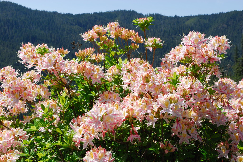 Rhododendron occidentale - Western azalea care and culture | Travaldo's ...
